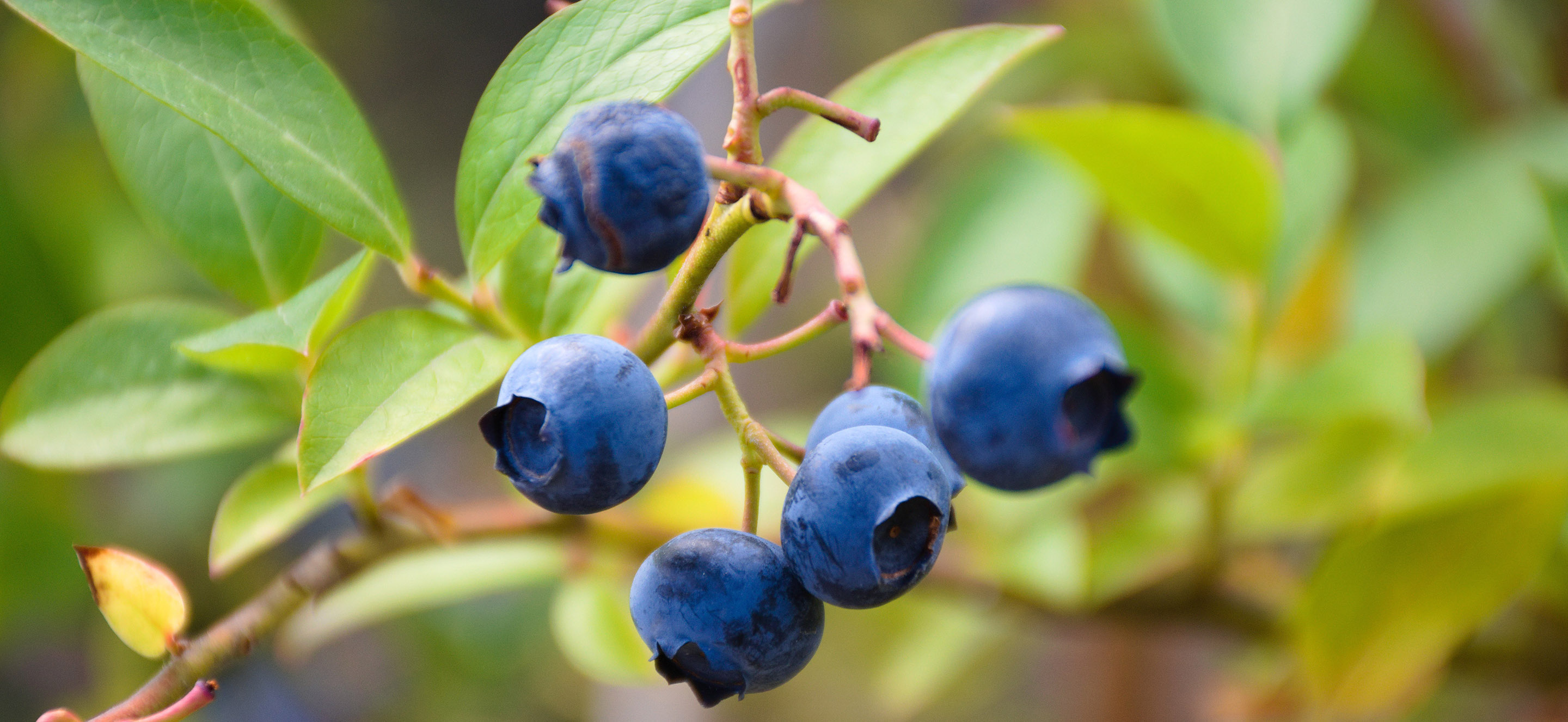MSU researchers receive USDA grant to evaluate blueberry pest ... MSU researchers receive USDA grant to evaluate blueberry pest ...
